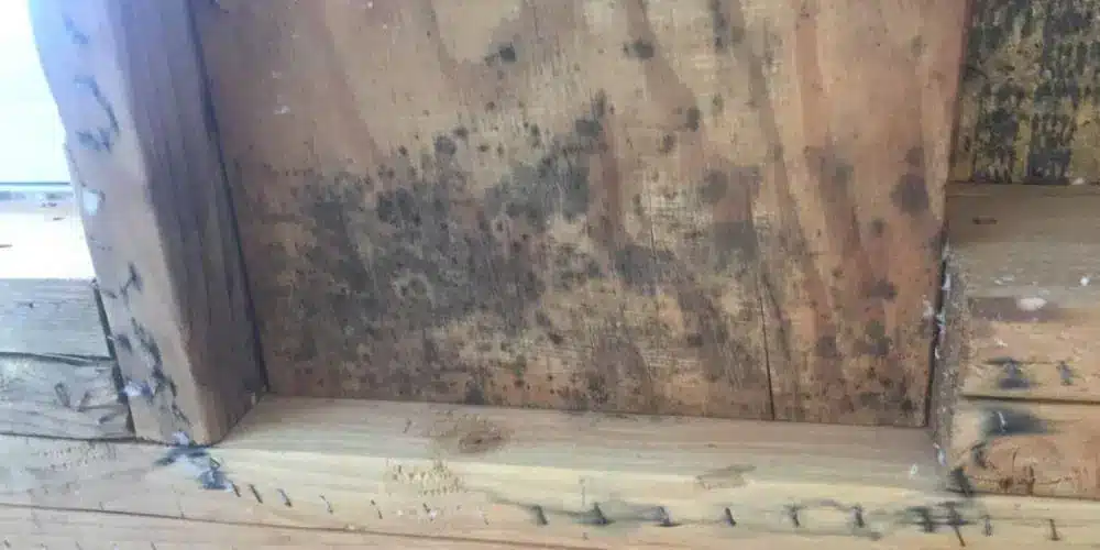 Ogden Utah Mold Inspection - Water, Sewage and Mold Cleanup Utah