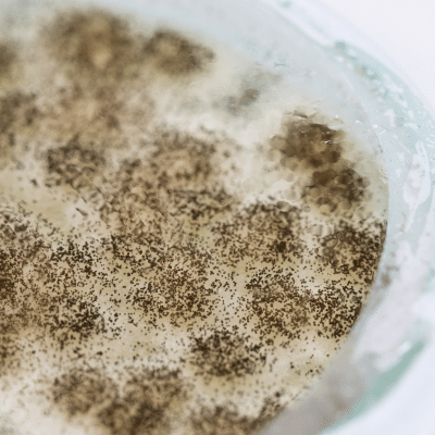 Common Types of Mold in Homes After Water Damage in Utah